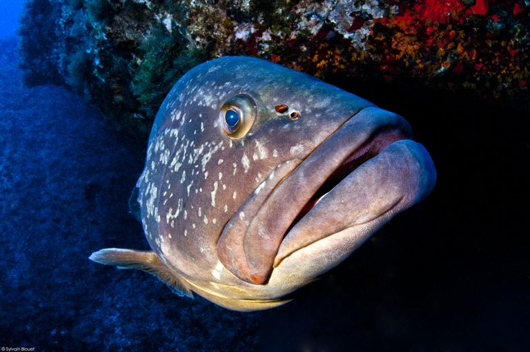 Méditerranée : Le mérou repeuple massivement... les réserves marines ...