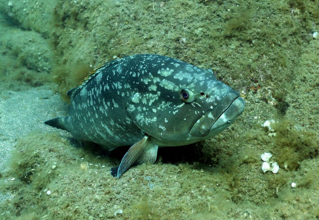Méditerranée : Le mérou repeuple massivement... les réserves marines ...
