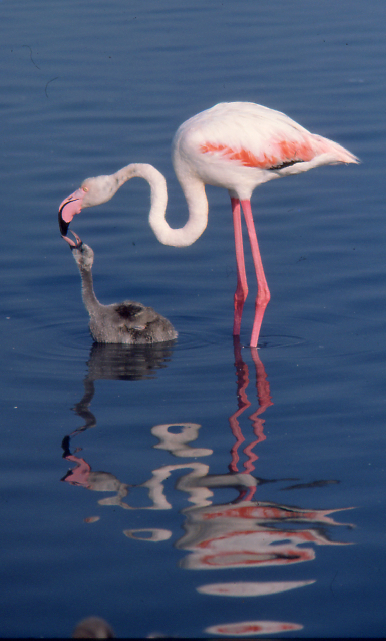 Nature : Adoptez un flamant rose de Camargue pour Noël ! - Dis-leur