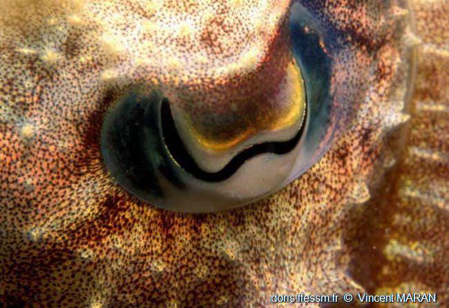 Méditerranée : Les mille et un secrets des seiches, animaux fascinants ...