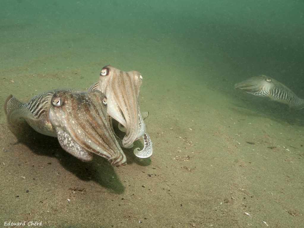 Méditerranée : Les mille et un secrets des seiches, animaux fascinants ...