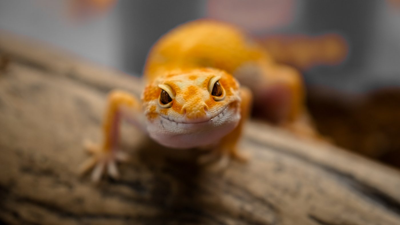 Participez à l'enquête : Pourquoi l'énigmatique gecko colonise le Sud ...