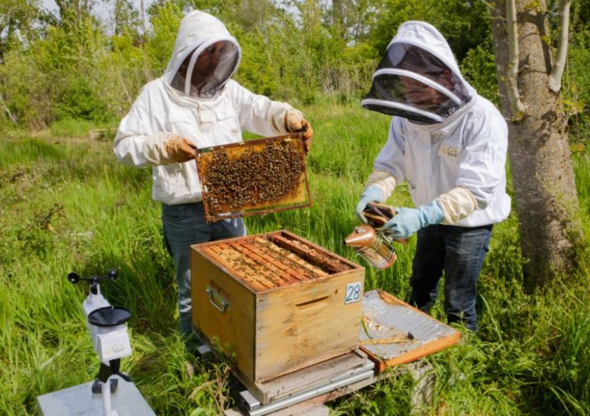 Apiculture : Des solutions pour rendre les abeilles un peu plus happy ...
