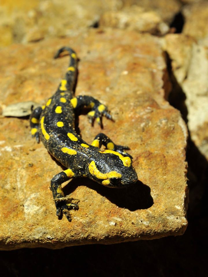 Salamandre@GrottedelaSalamandre - Dis-leur