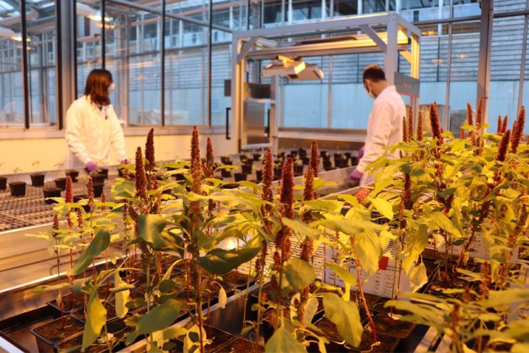 Économie : "Micropep", la jeune pousse devenue pépite de l'agro-biotech ...