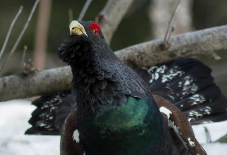 Emblème des Pyrénées : Grand Tétras, la justice coupe les ailes aux ...