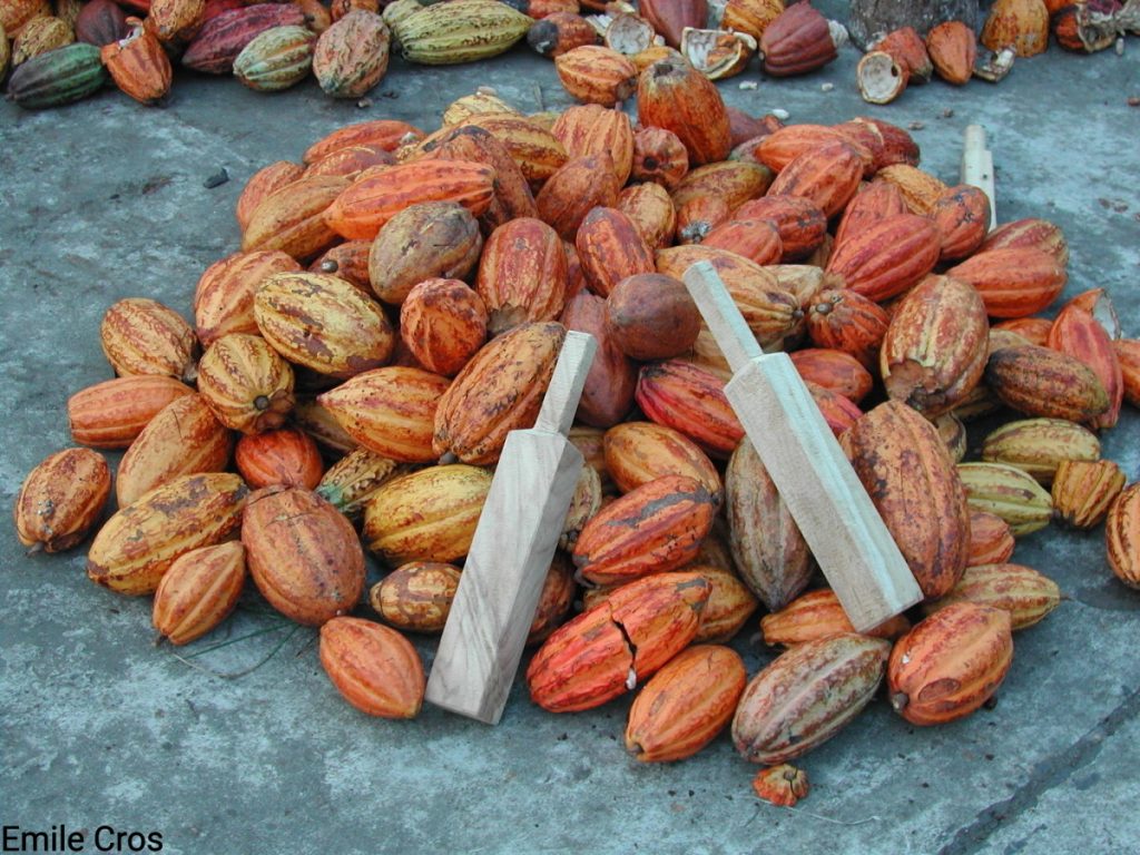 Cabosses de cacaoyer en tas et gourdins d'ecabossage - Dis-leur