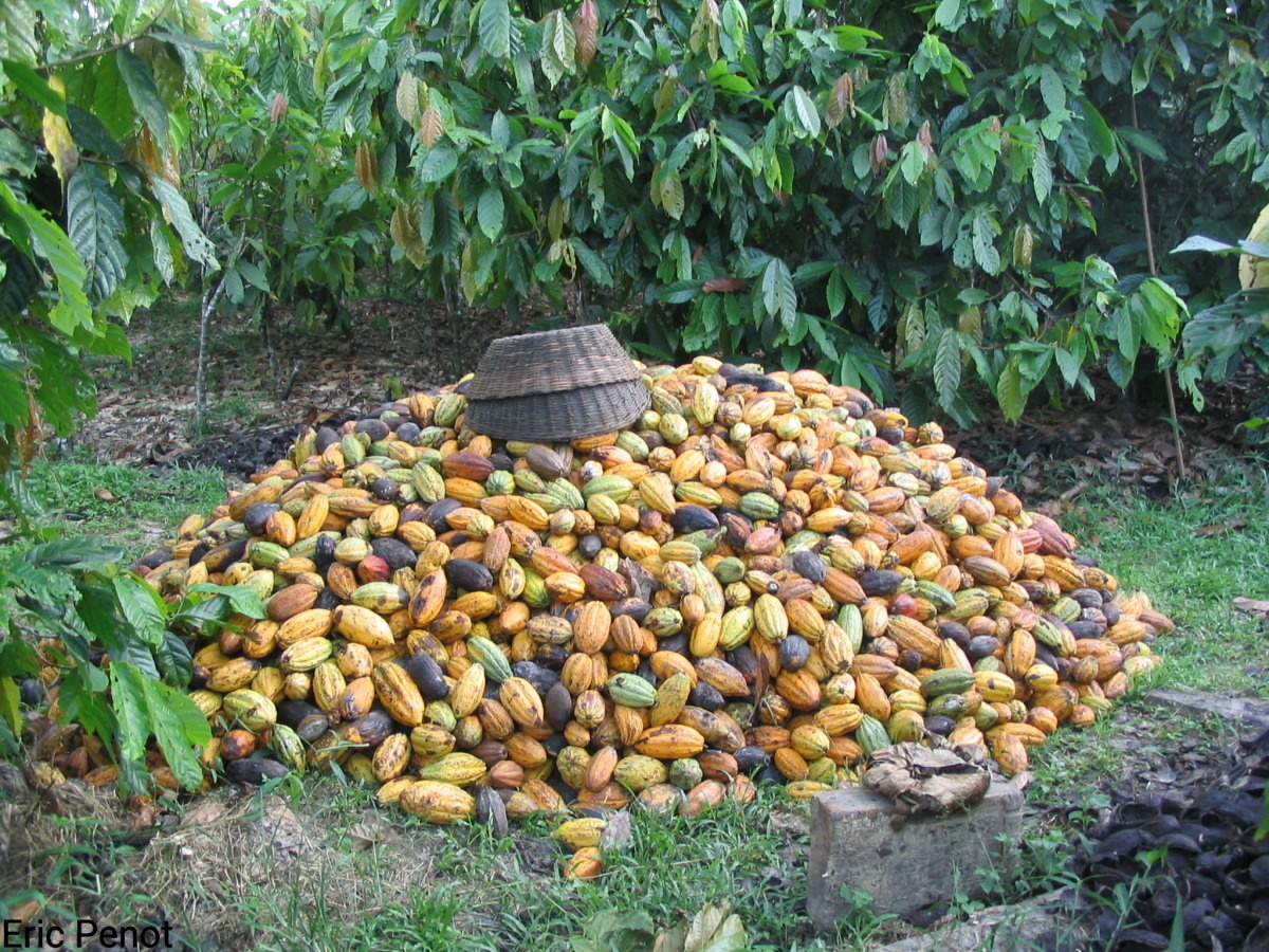 Tas de cabosses de cacaoyer recoltees. - Dis-leur