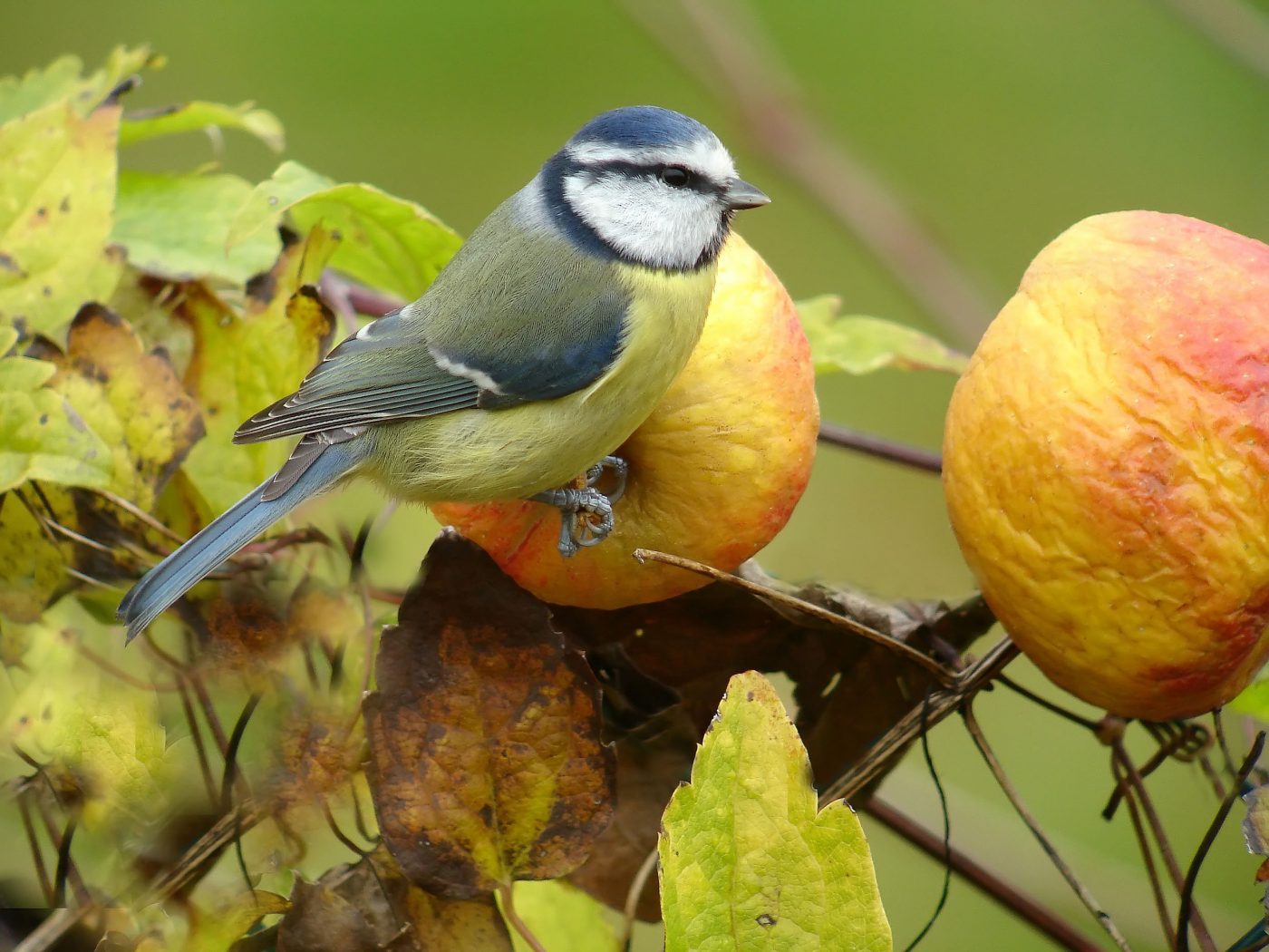 La LPO confirme le déclin : Nos jardins, ultimes refuges de nos oiseaux ...
