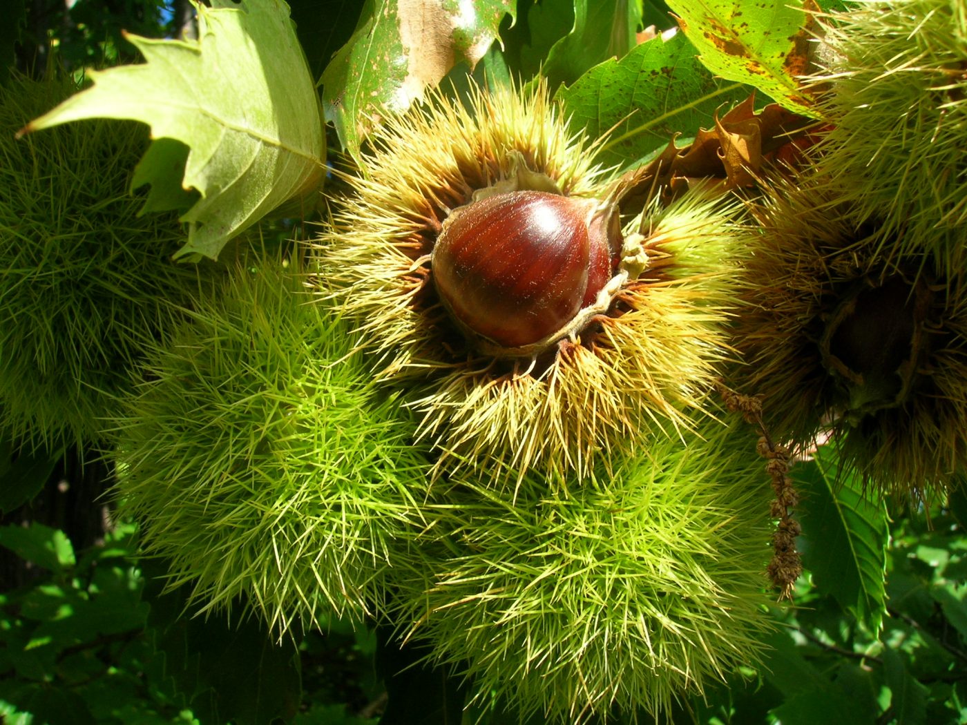 Couronnée du label AOP : Cette châtaigne qui donne toute sa saveur aux ...