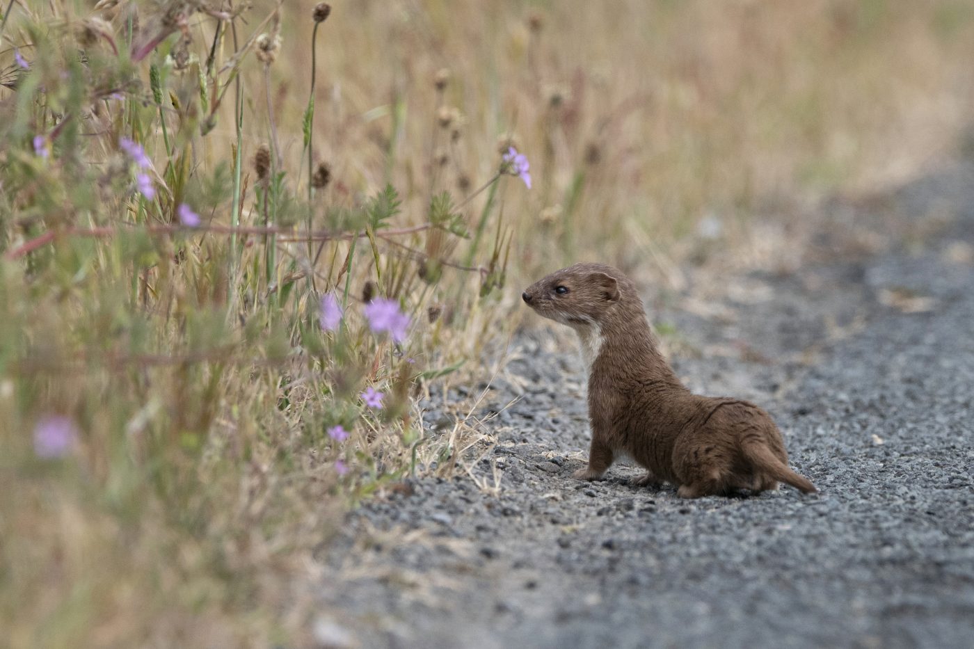Belette, geai, corbeau, renard... : Pourquoi la liste noire des espèces ...